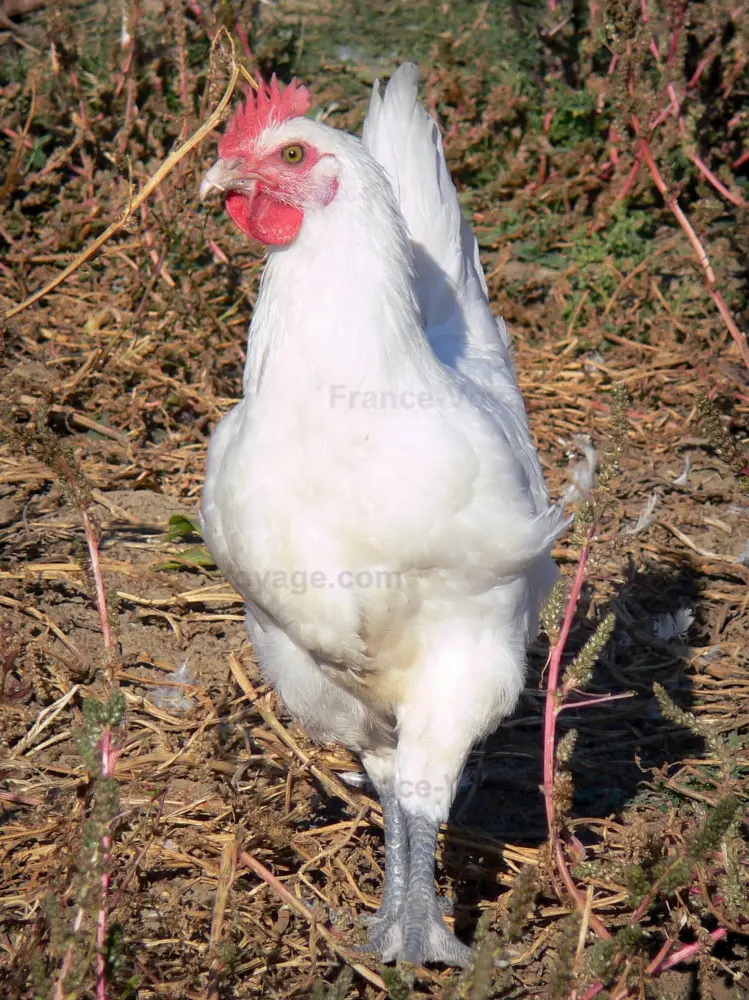 Photos - La volaille de Bresse - Guide Gastronomie & Vacances